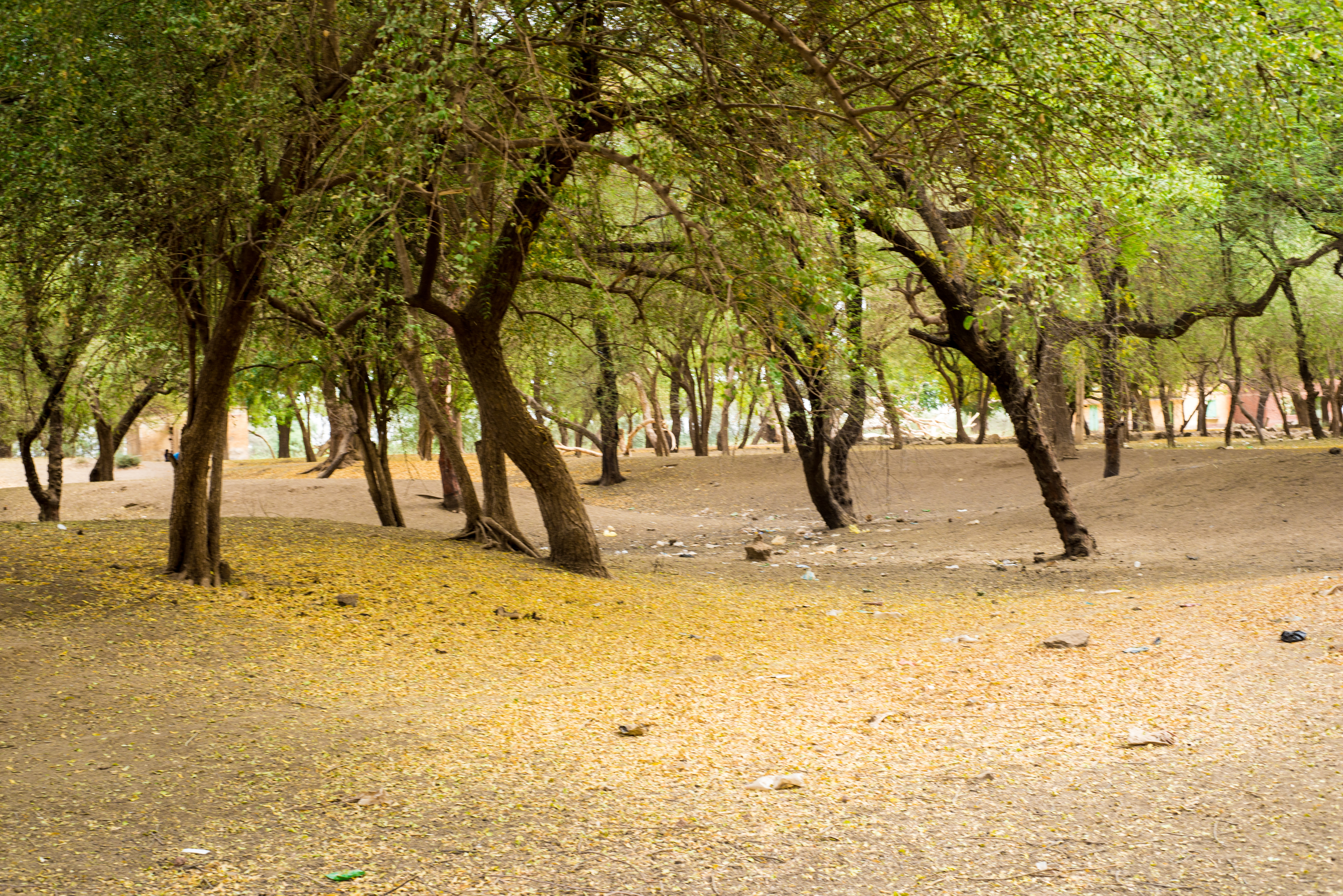 Wad Madani – Kushsudan.org